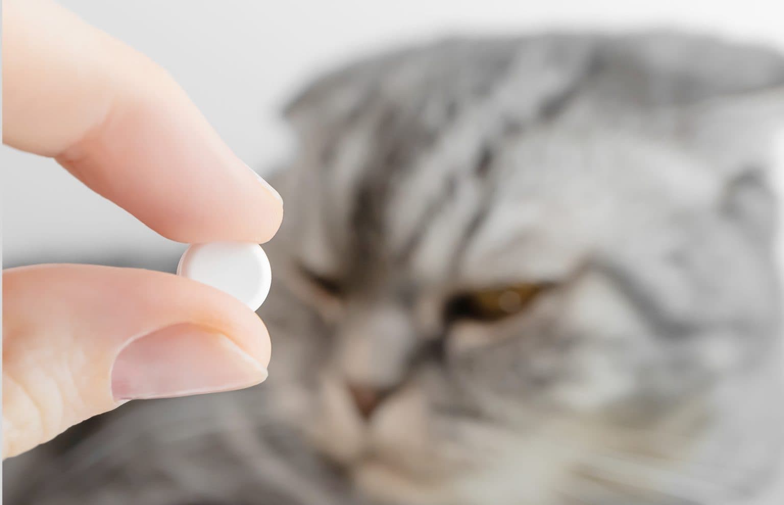 Tommie the Cat blog: jouw kat ontwormen, help!